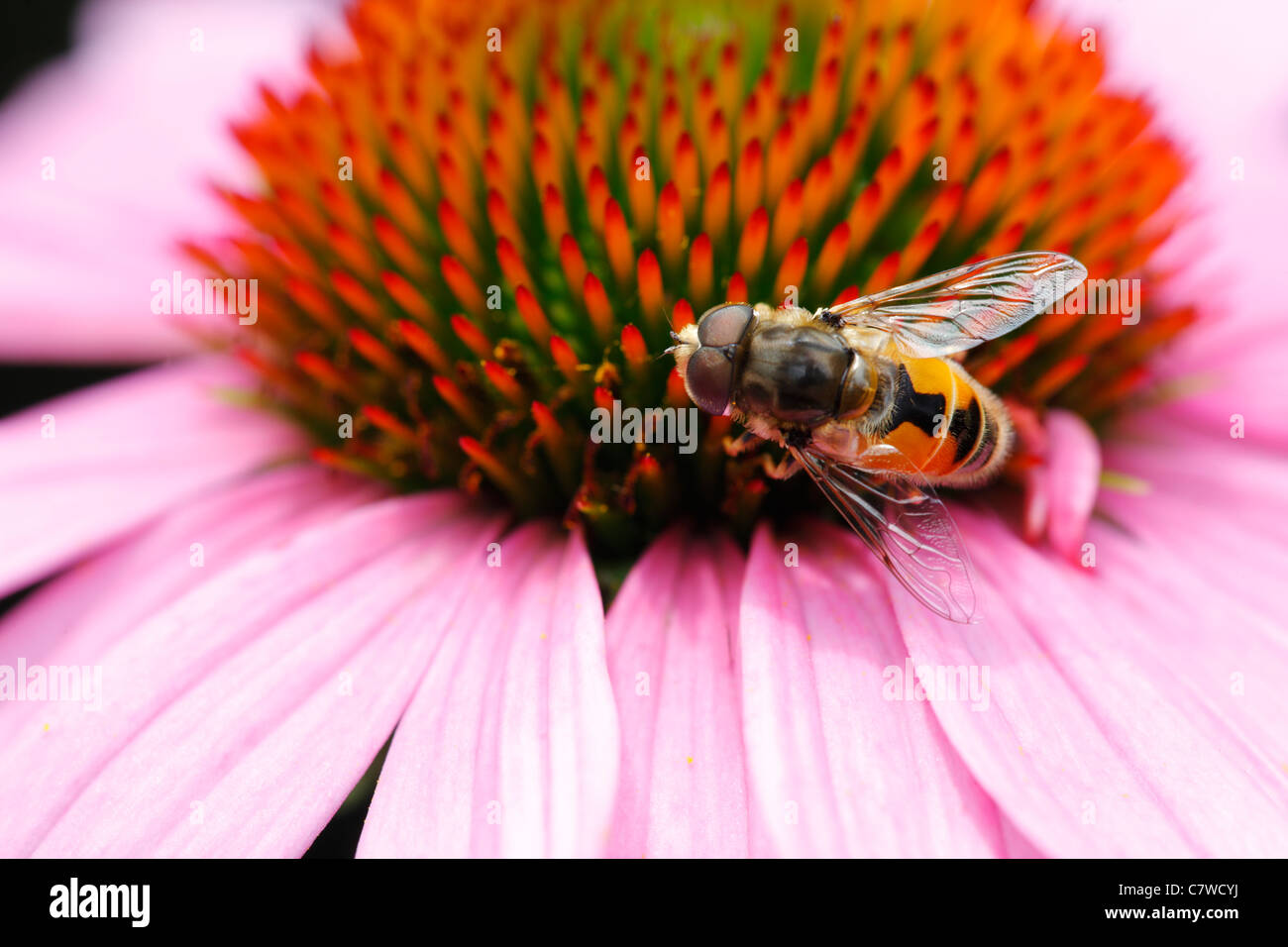 Coneflower Seeds High Resolution Stock Photography and Images - Alamy