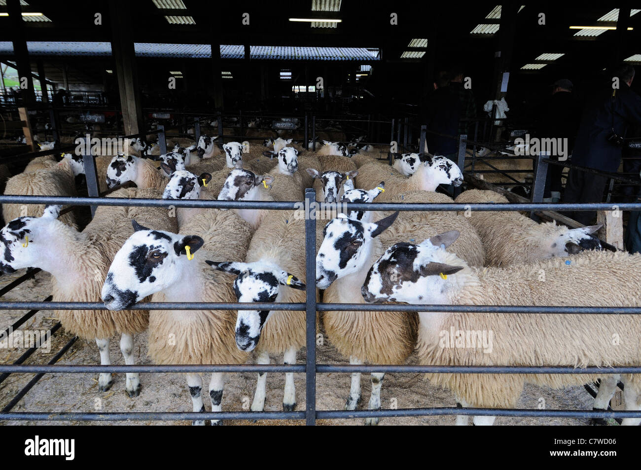 Sheep for auction, Hawes Mart, UK, September Stock Photo - Alamy
