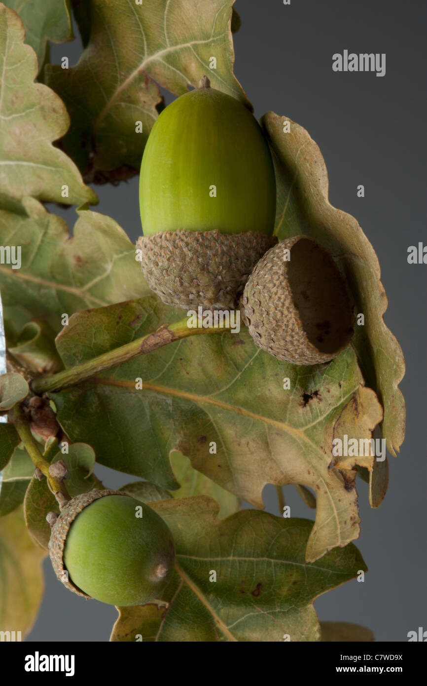English oak acorn hi-res stock photography and images - Alamy
