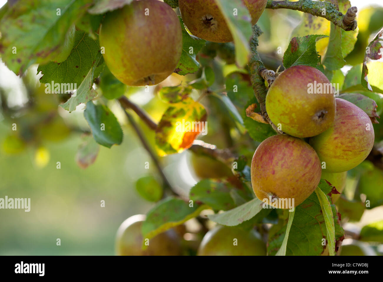 Apples in an orchard Stock Photo - Alamy