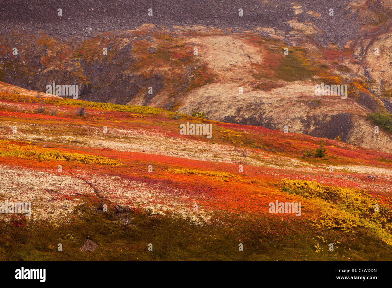 DENALI STATE PARK, ALASKA, USA - Autumn tundra on Kesugi Ridge Stock ...