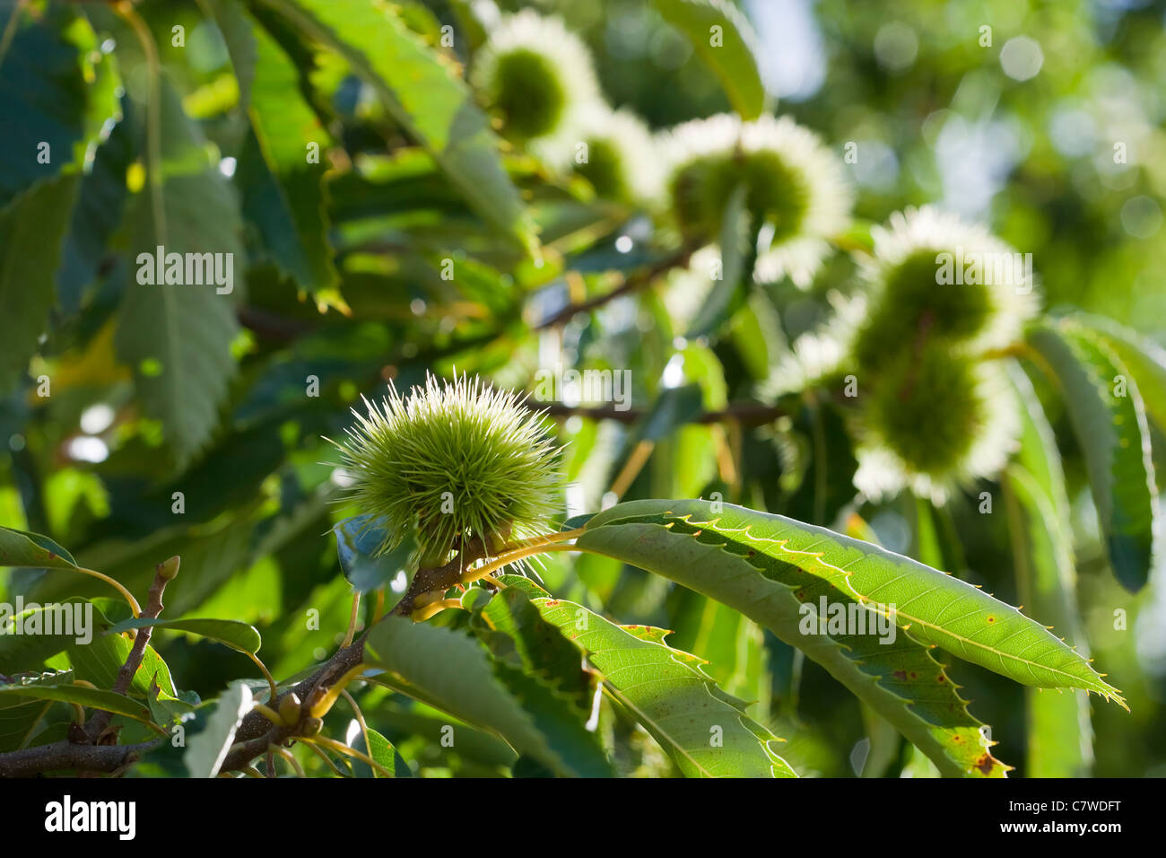 sweet chestnuts growing on the tree Stock Photo - Alamy