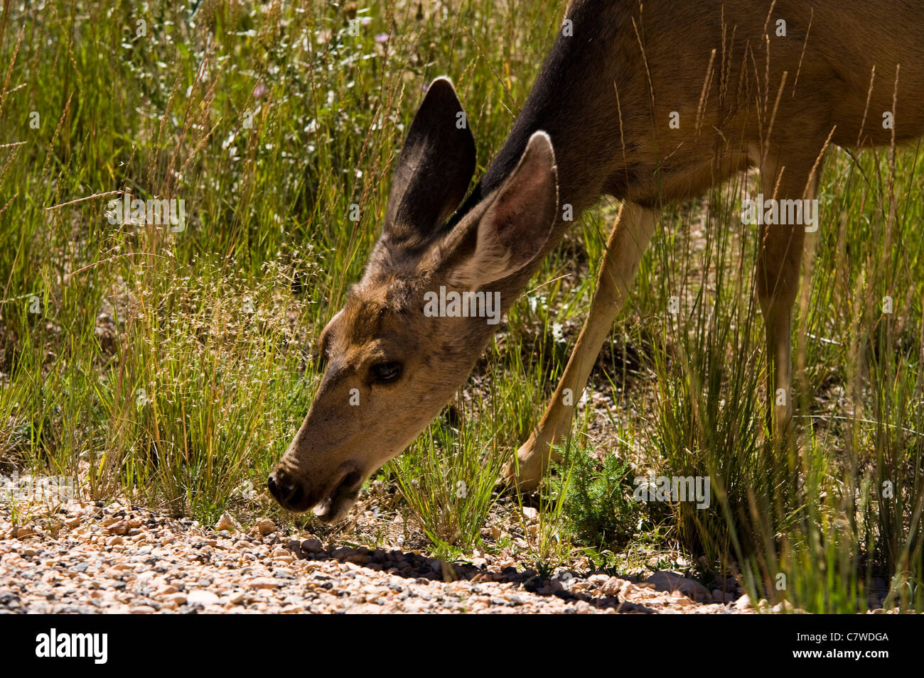 Deer Face Stock Photos & Deer Face Stock Images - Alamy