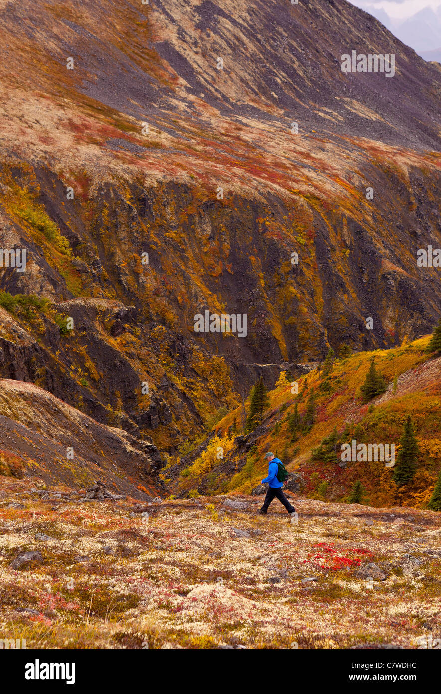 DENALI STATE PARK, ALASKA, USA - Hiker and autumn tundra on Kesugi ...