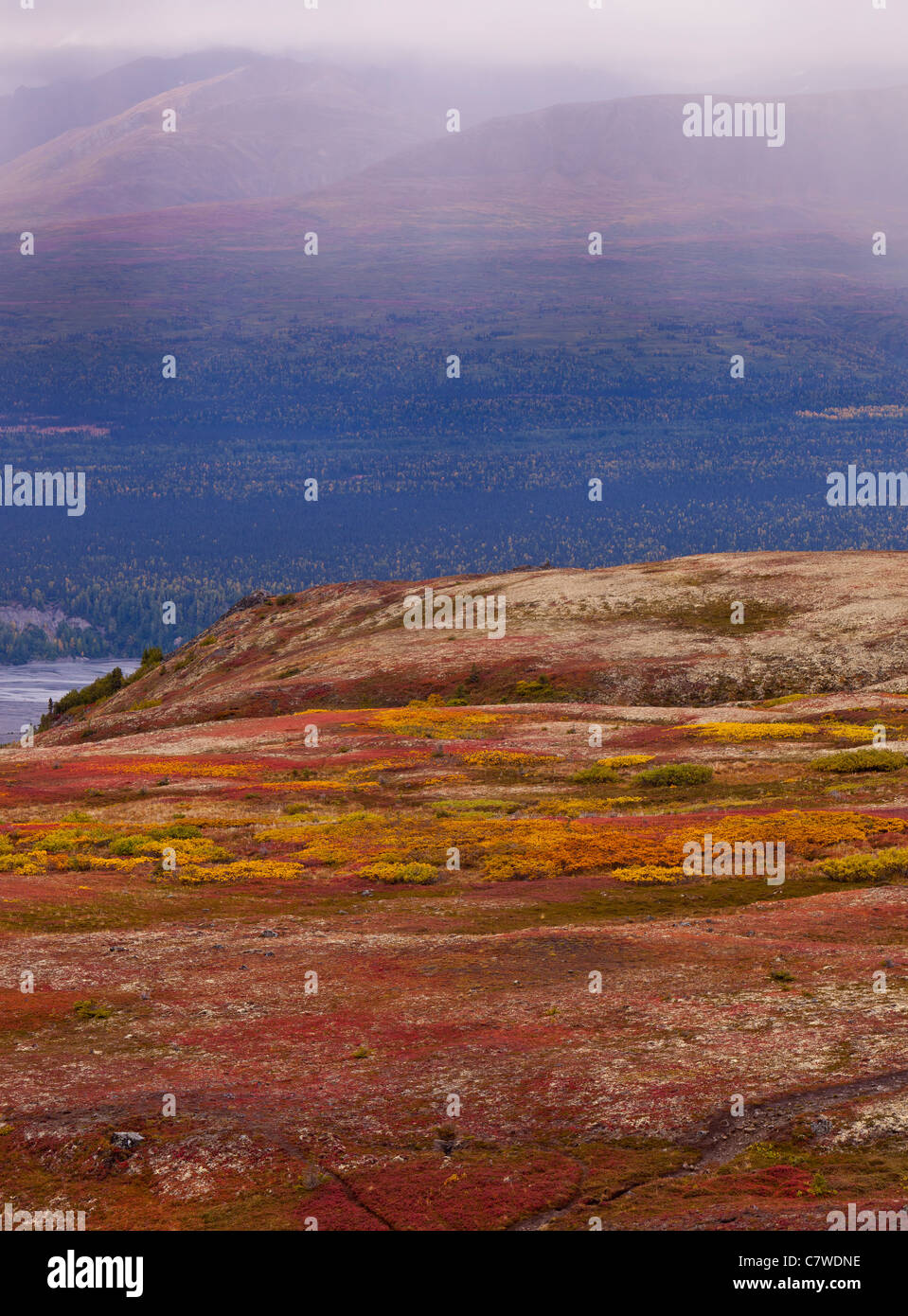 DENALI STATE PARK, ALASKA, USA - Autumn tundra on Kesugi Ridge Stock ...