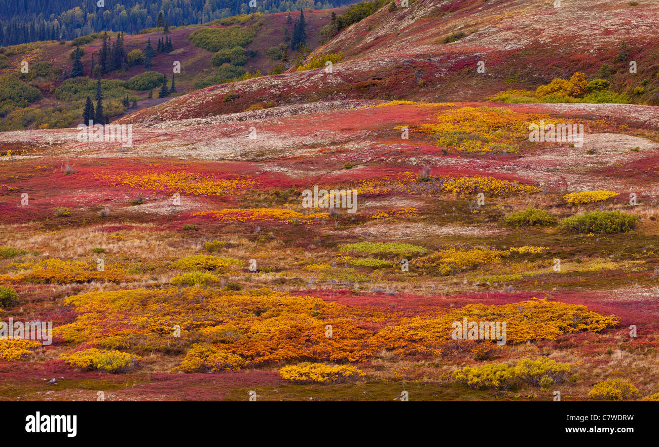 DENALI STATE PARK, ALASKA, USA - Autumn tundra on Kesugi Ridge Stock ...