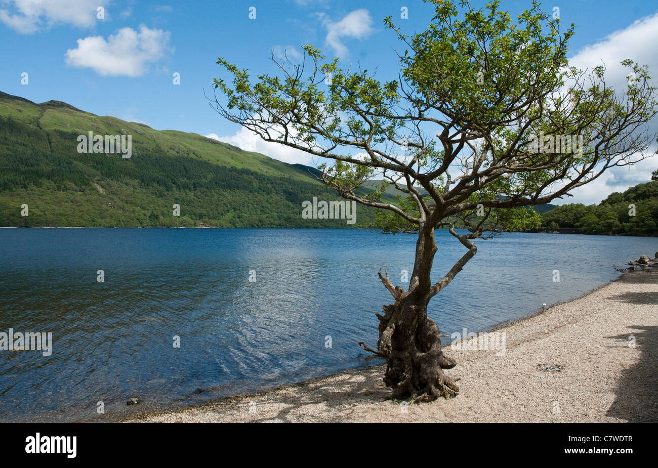 Tree alongside Loch Lomond Stock Photo - Alamy