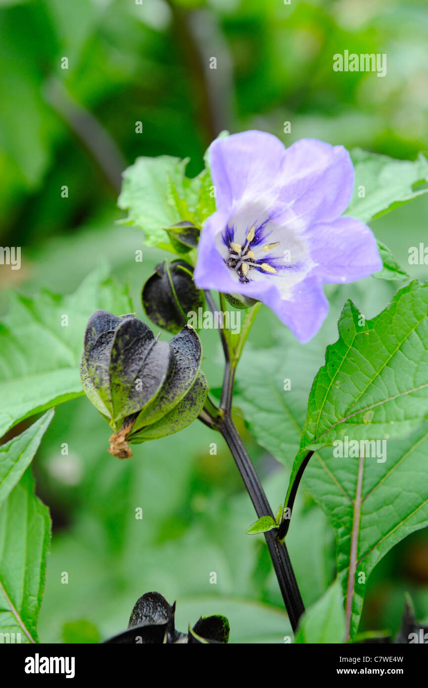 Nicandra physalodes, (apple of peru, shoo fly) said to deter insect ...