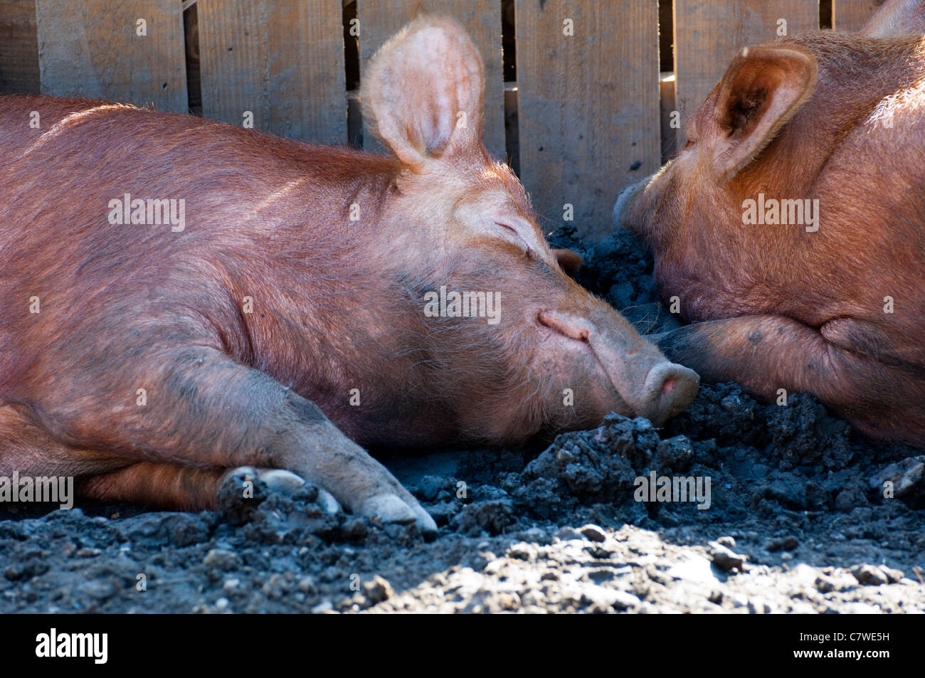 Sleeping pigs hi-res stock photography and images - Alamy