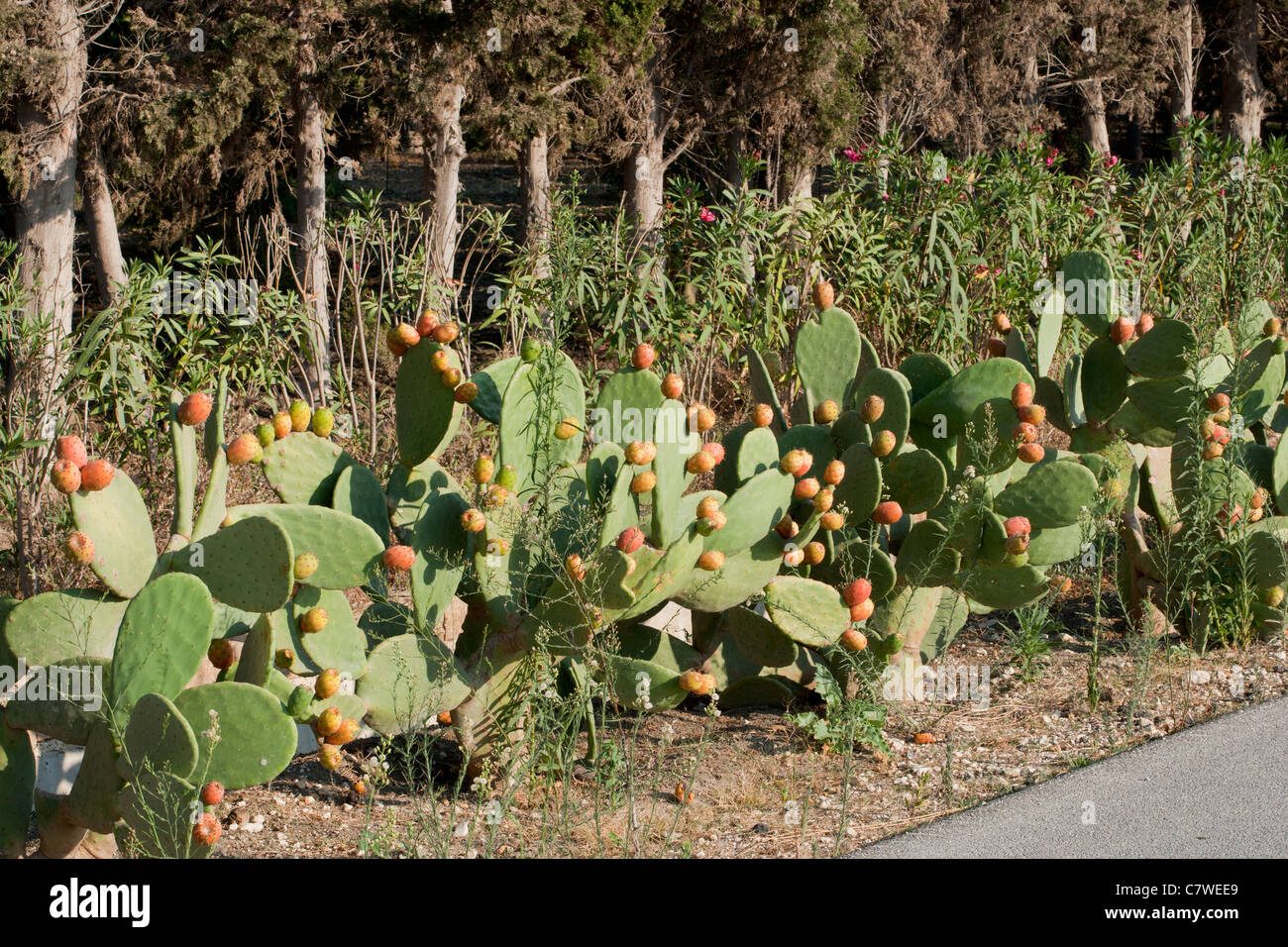 Cactus by the roadside hi-res stock photography and images - Alamy