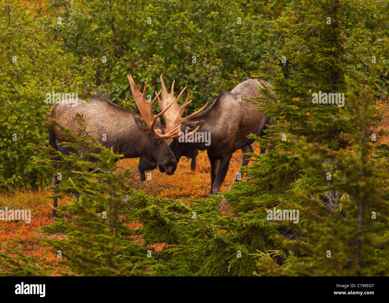 CHUGACH STATE PARK, ALASKA, USA - Bull moose, Alces alces Stock Photo ...