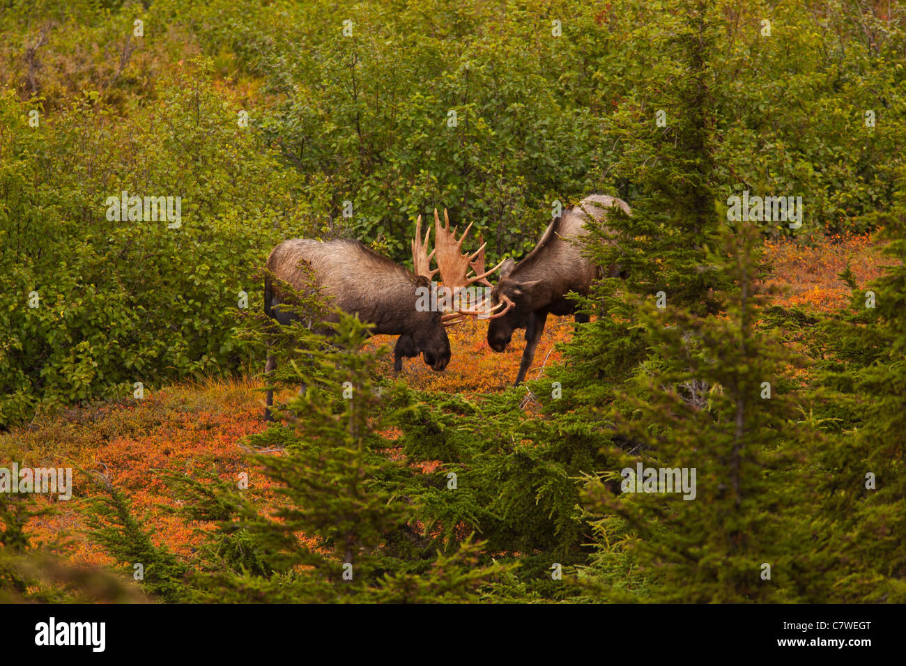 Alaska bull moose fighting hi-res stock photography and images - Alamy