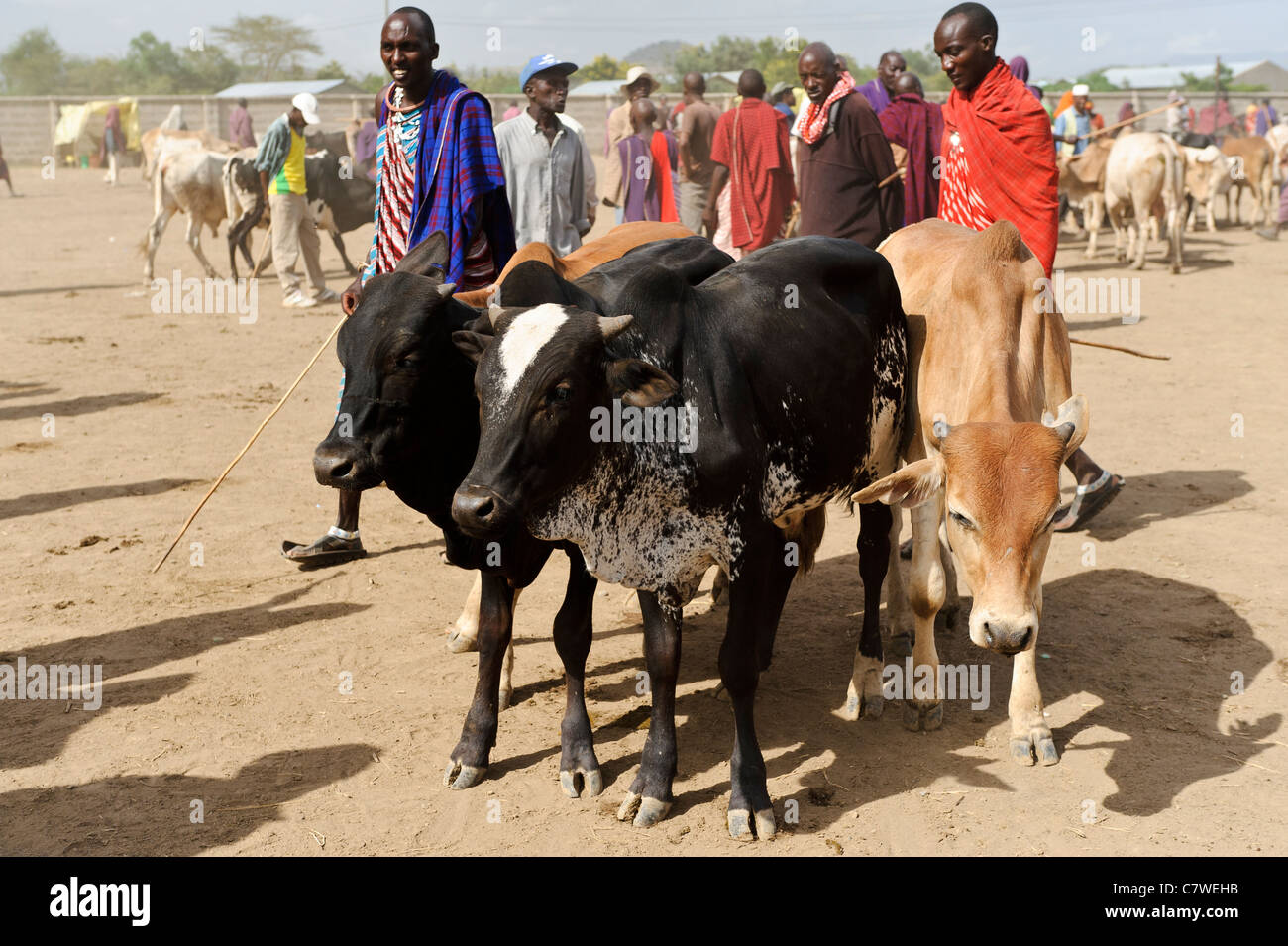 Masai cattle hi-res stock photography and images - Alamy