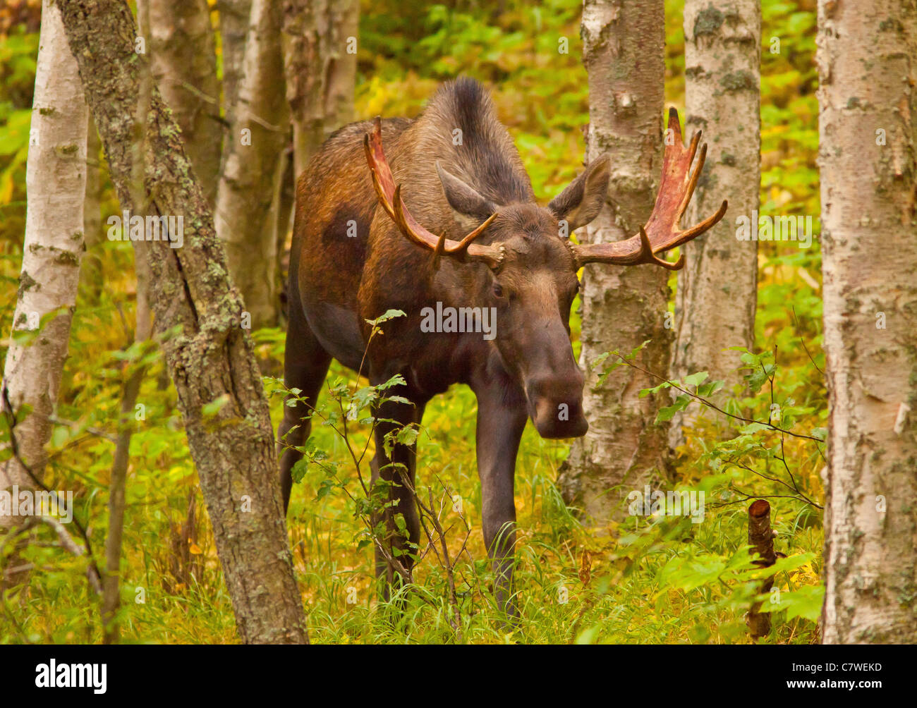 ALASKA, USA - Young bull moose, Alces alces Stock Photo - Alamy