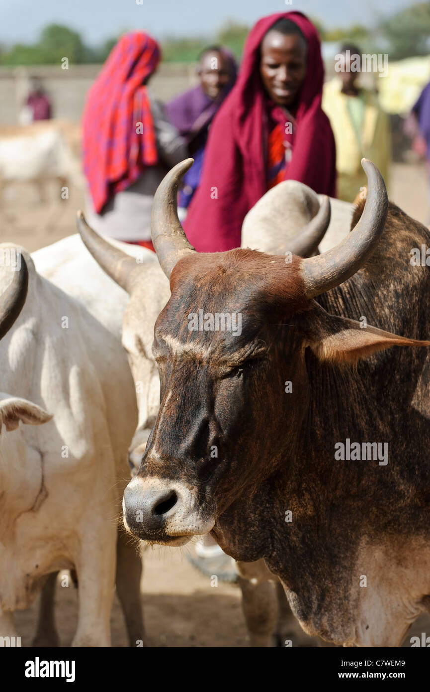 Masai cattle hi-res stock photography and images - Alamy