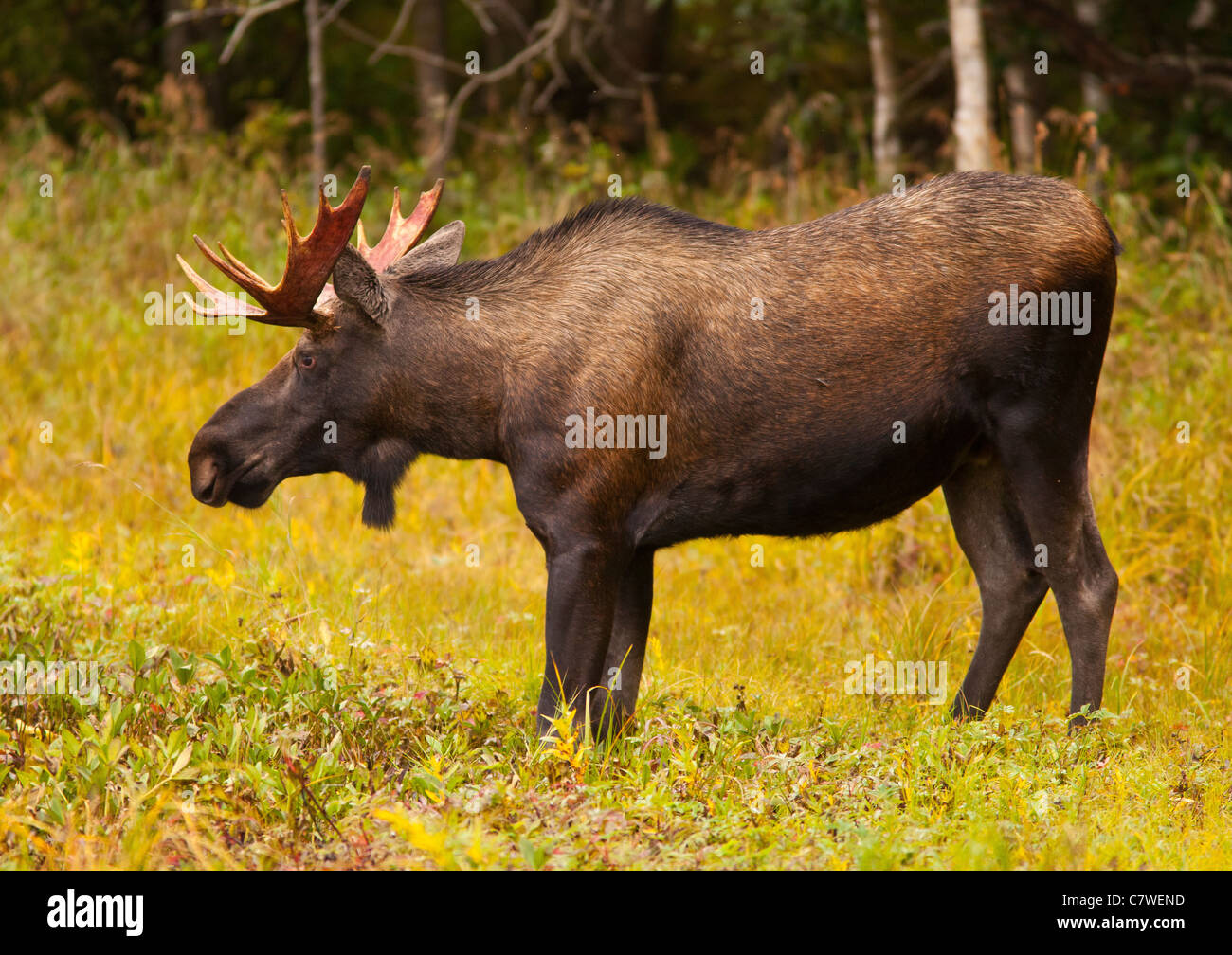 ALASKA, USA - Young bull moose, Alces alces Stock Photo - Alamy