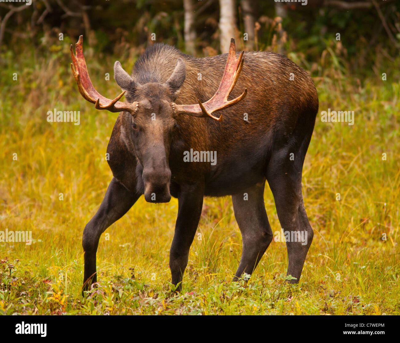 ALASKA, USA - Young bull moose, Alces alces Stock Photo - Alamy