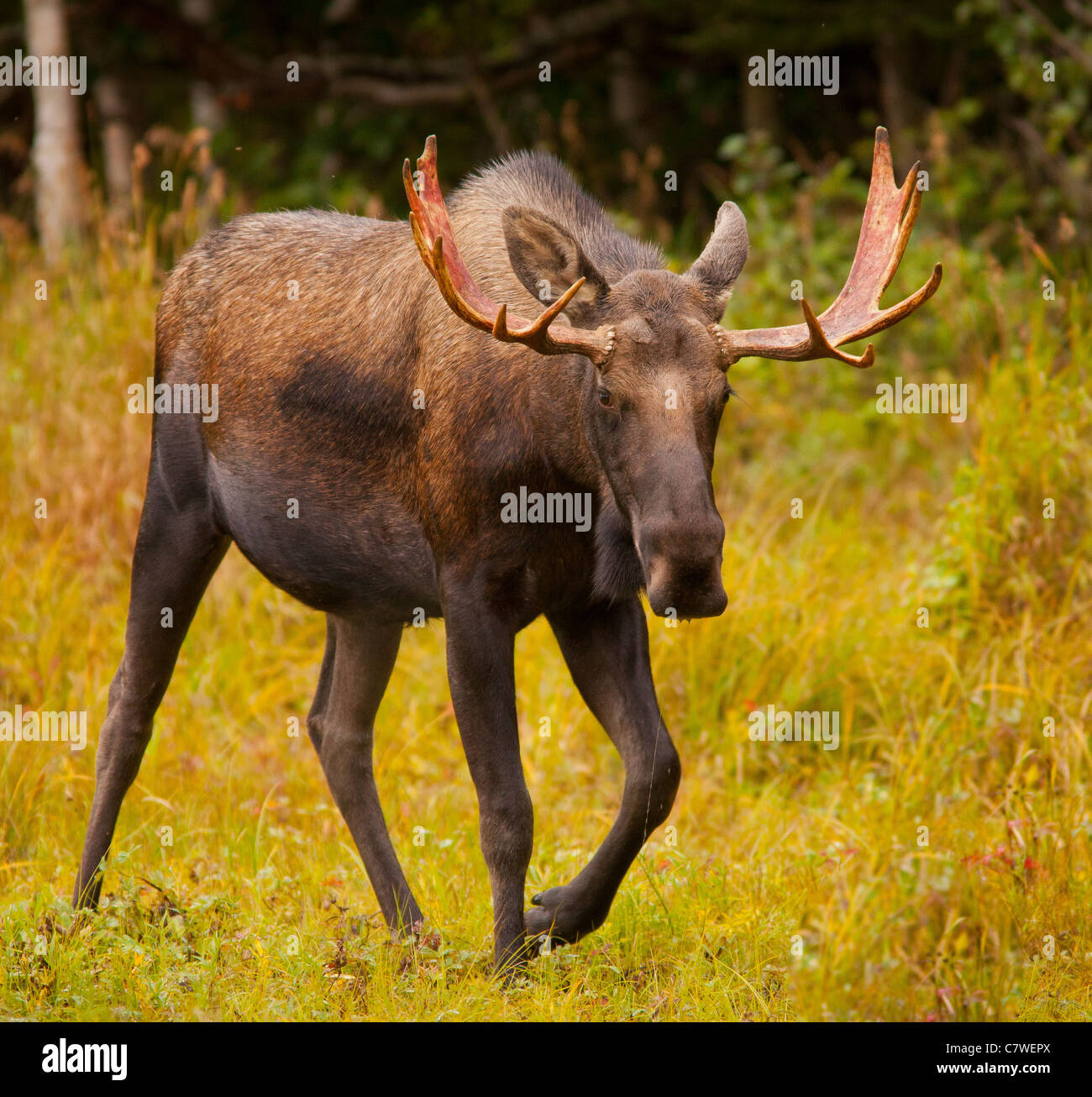 Alaska moose hi-res stock photography and images - Alamy