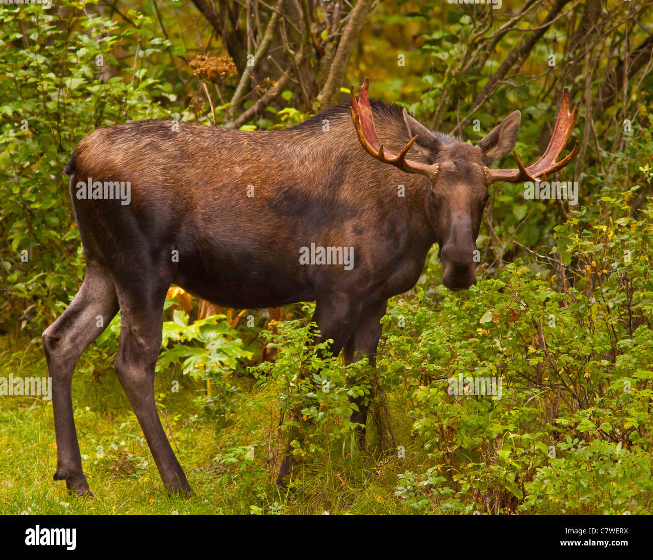 ALASKA, USA - Young bull moose, Alces alces Stock Photo - Alamy