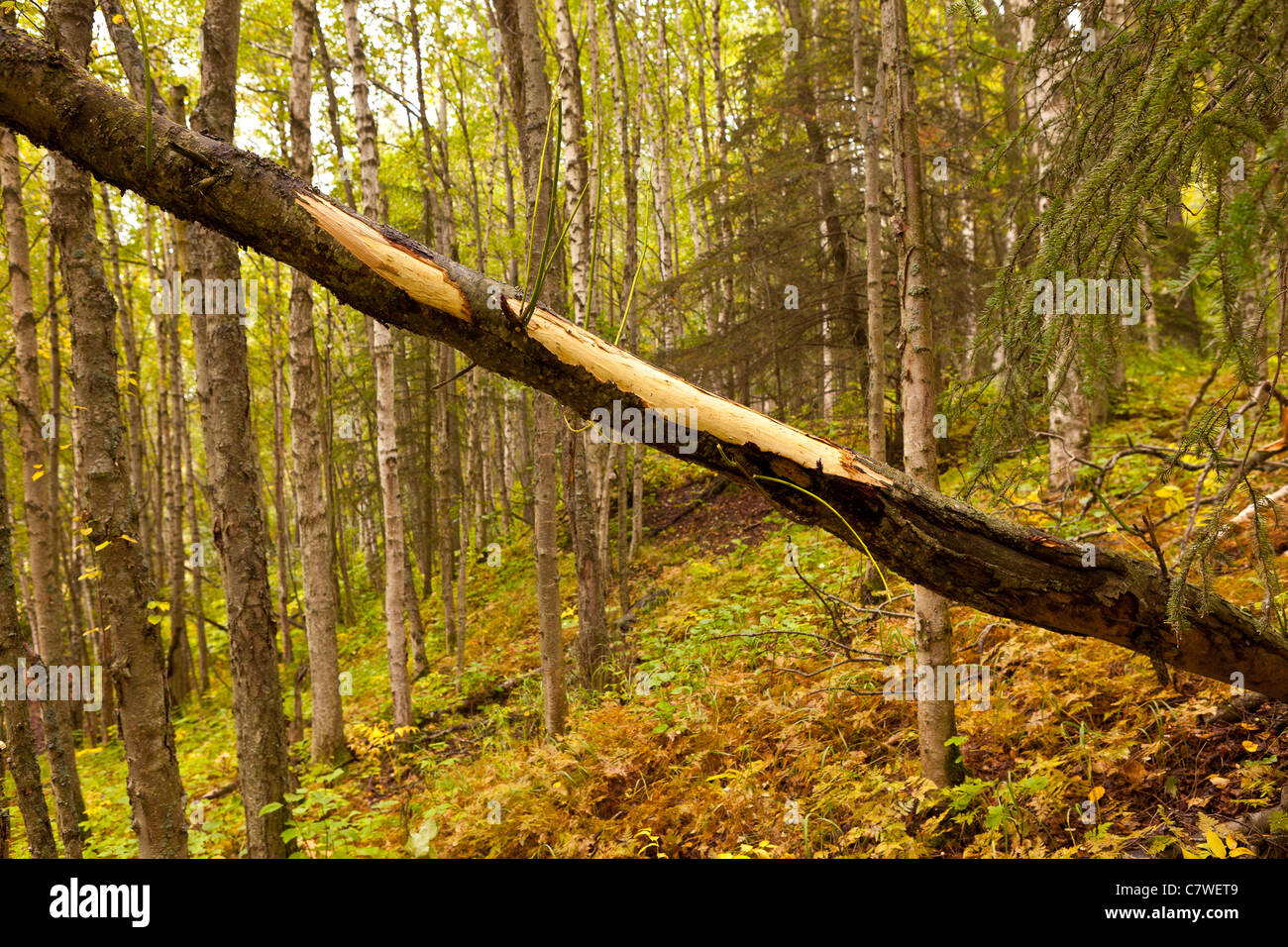 ANCHORAGE, ALASKA, USA - tree bark stripped by feeding moose, Kincaid ...