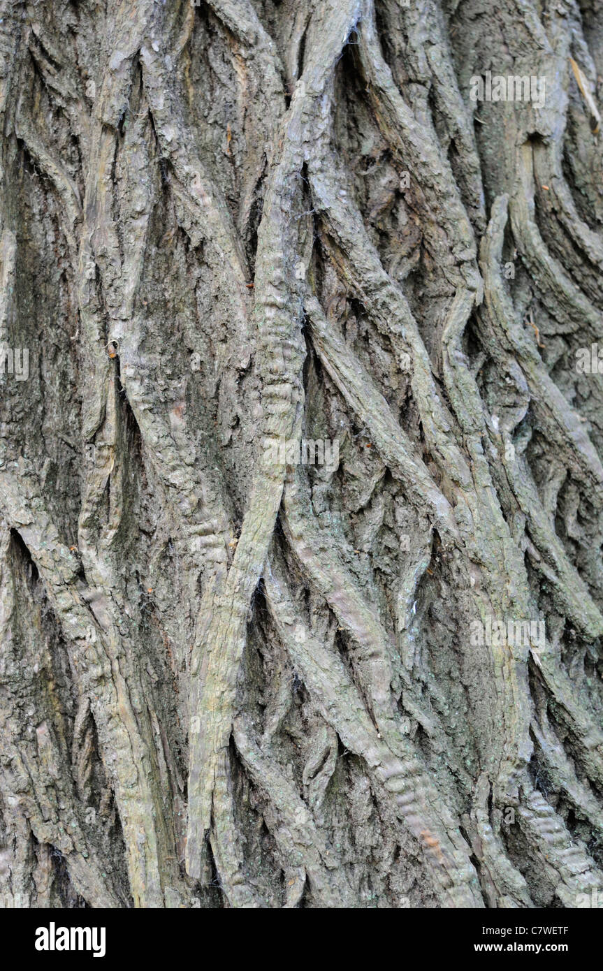 Sweet chestnut trunk uk hi-res stock photography and images - Alamy