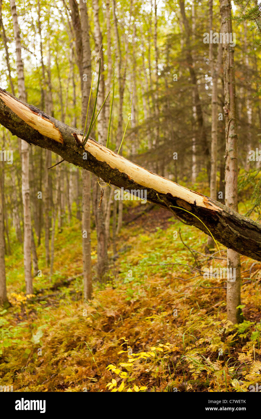 ANCHORAGE, ALASKA, USA - tree bark stripped by feeding moose, Kincaid ...