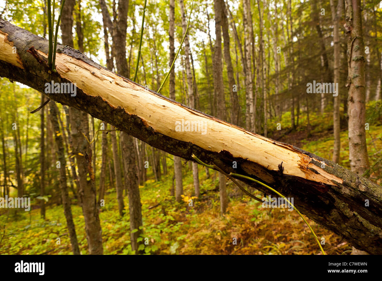 Stripped of its bark hi-res stock photography and images - Alamy