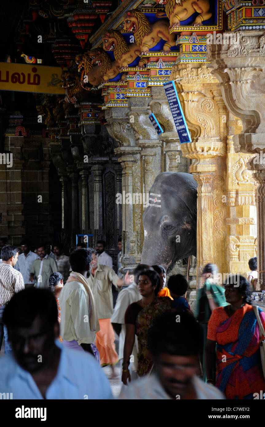 Temple elephant inside Perur Patteeswara Swamy temple Coimbatore Tamil ...