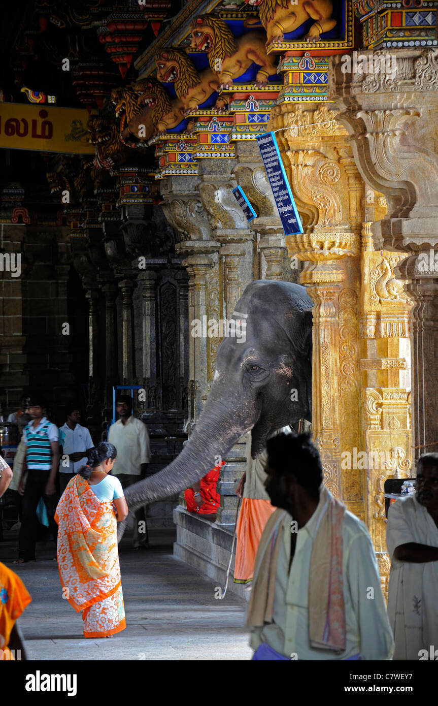 Elephant blessing woman hi-res stock photography and images - Alamy
