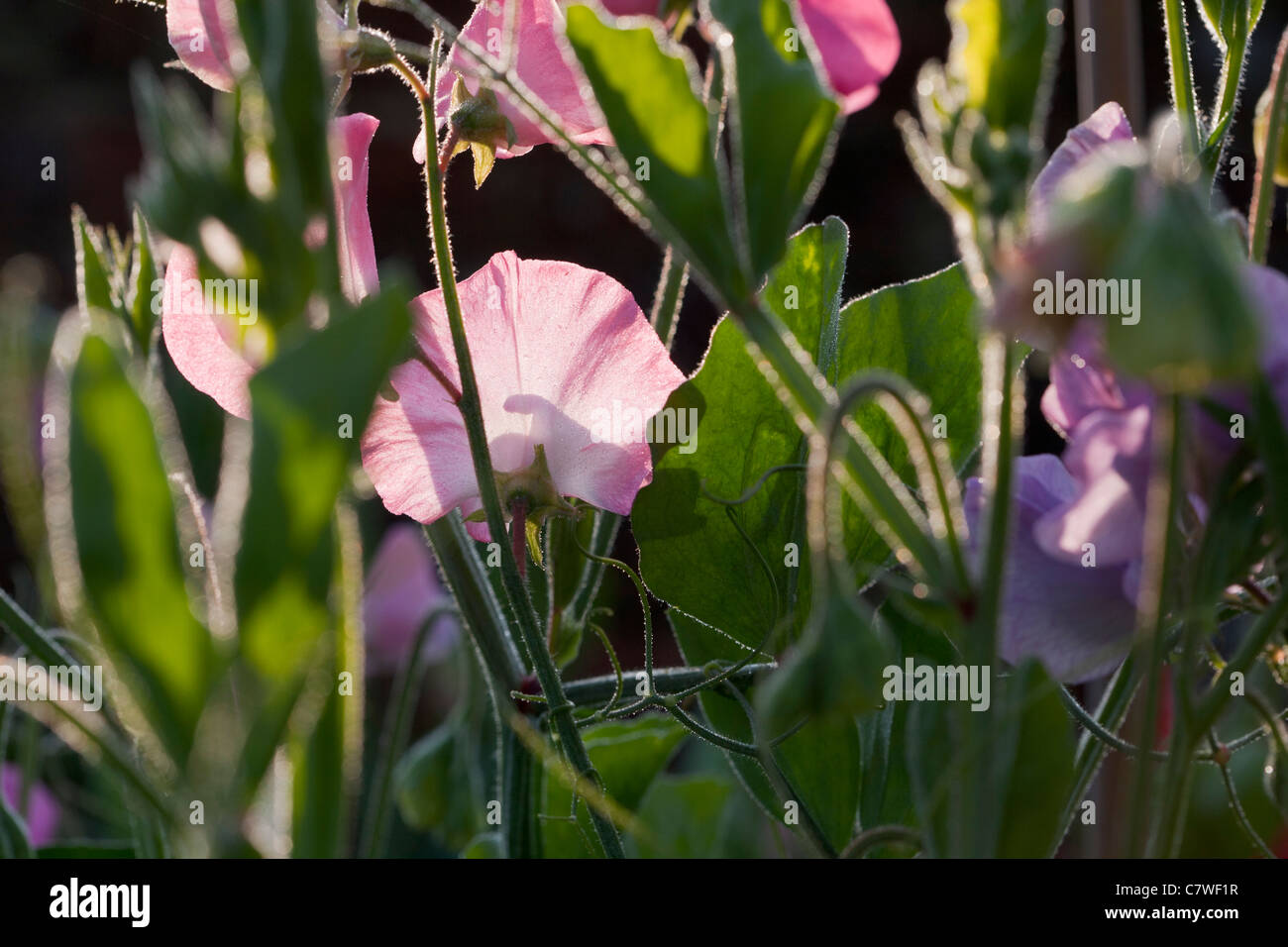 Sweet pea flowers in the morning Stock Photo - Alamy