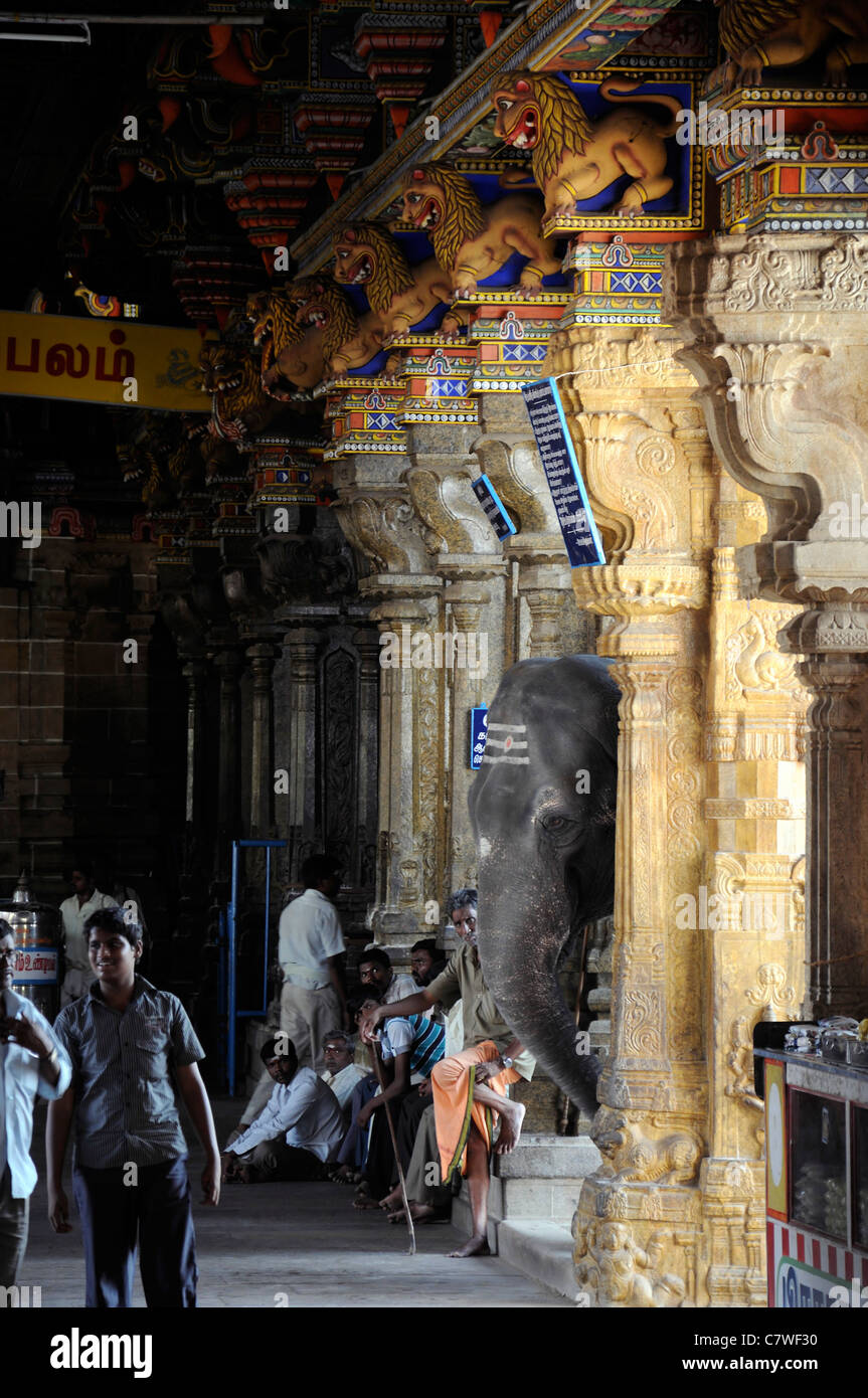 Temple elephant inside Perur Patteeswara Swamy temple Coimbatore Tamil ...