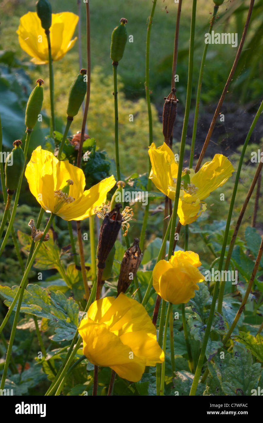 Poppy seed heads garden hi-res stock photography and images - Alamy