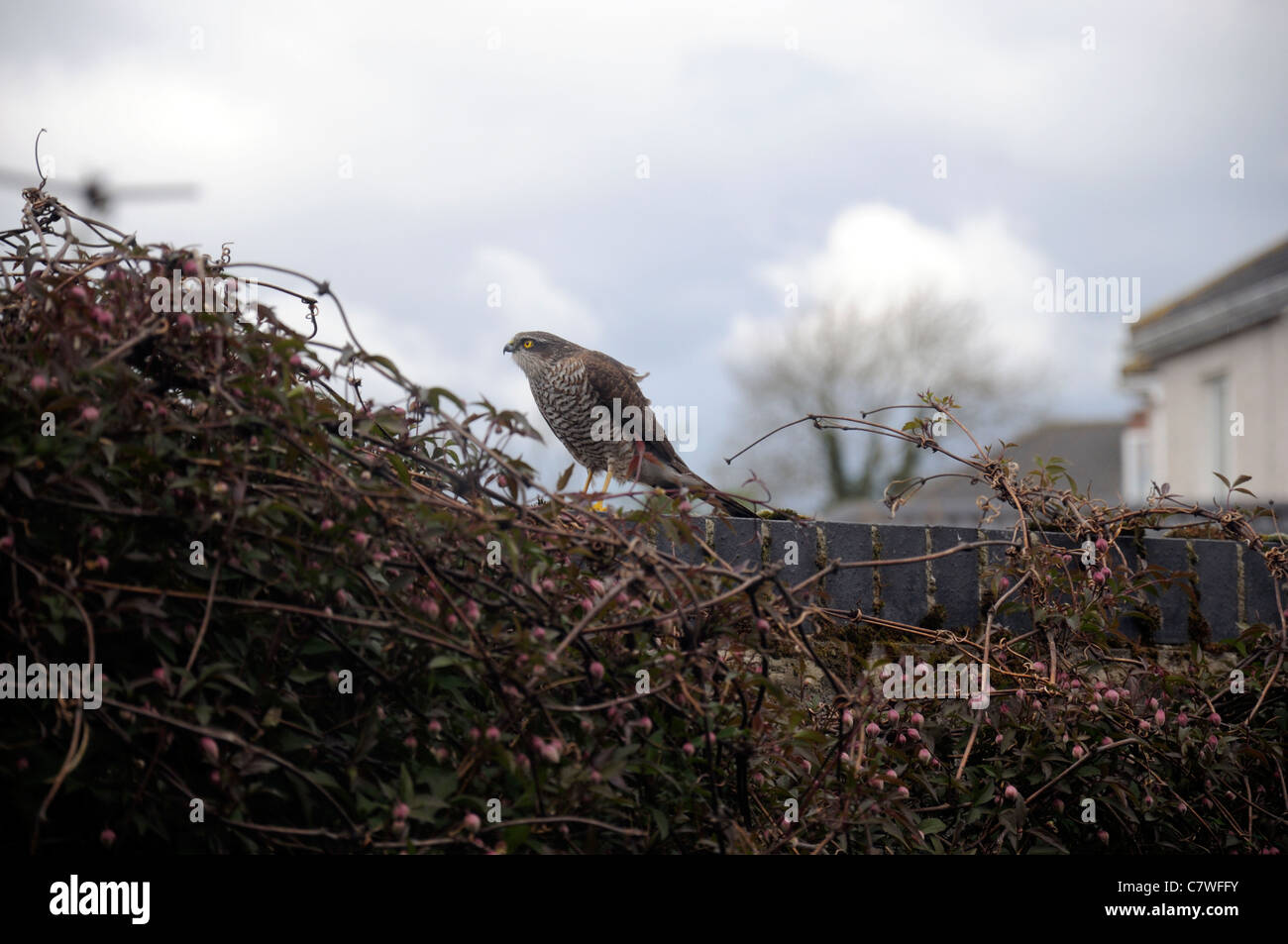 Sparrowhawk Accipiter nisus hawk falcon perch perched stand standing on ...
