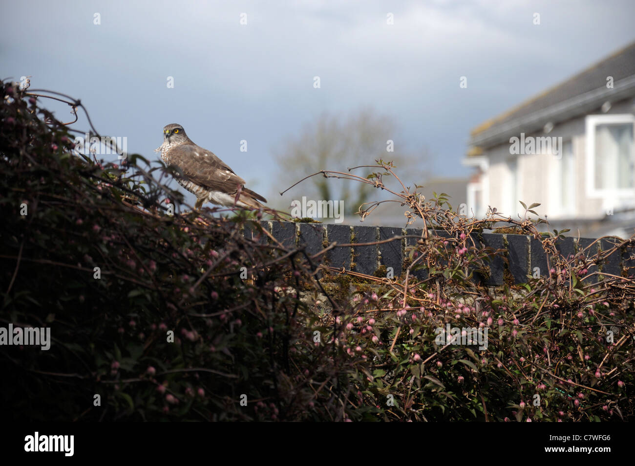 Sparrowhawk Accipiter nisus hawk falcon perch perched stand standing on ...
