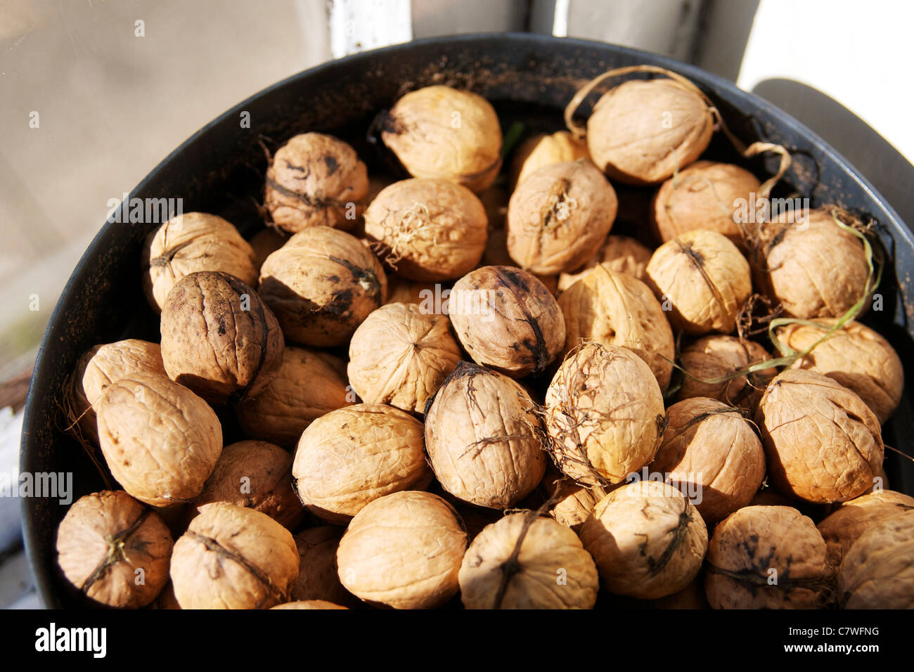 Harvested walnuts in a bucket on the windowsill on a farm in Germany ...