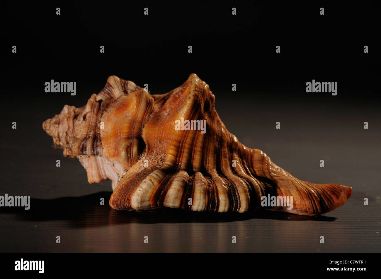 White shell black background hi-res stock photography and images - Alamy