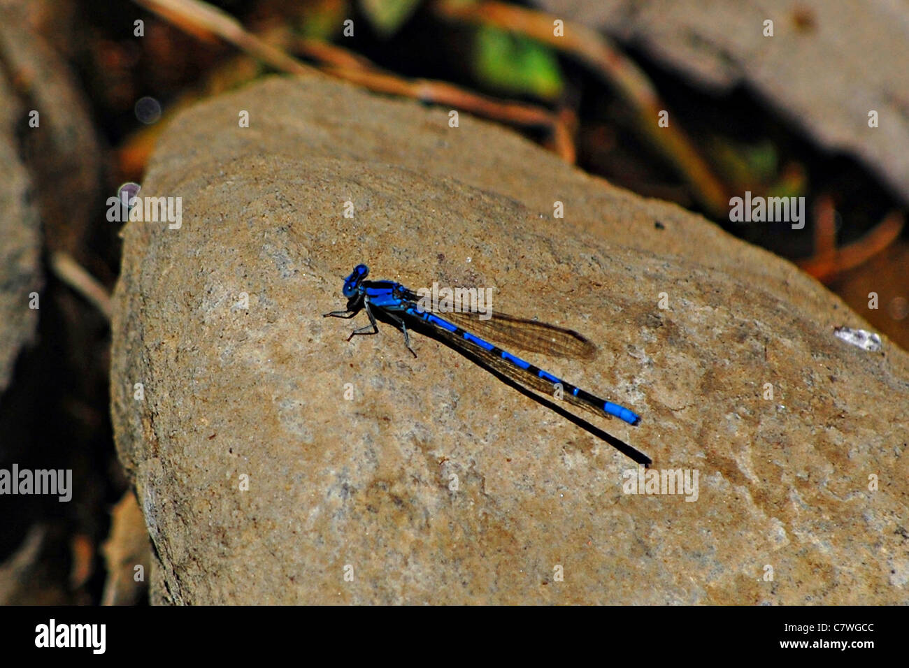 Blue damsel fly insect hi-res stock photography and images - Alamy