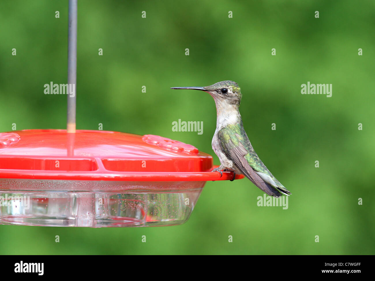 Ruby-throated Hummingbird at Syrup Feeder Stock Photo - Alamy