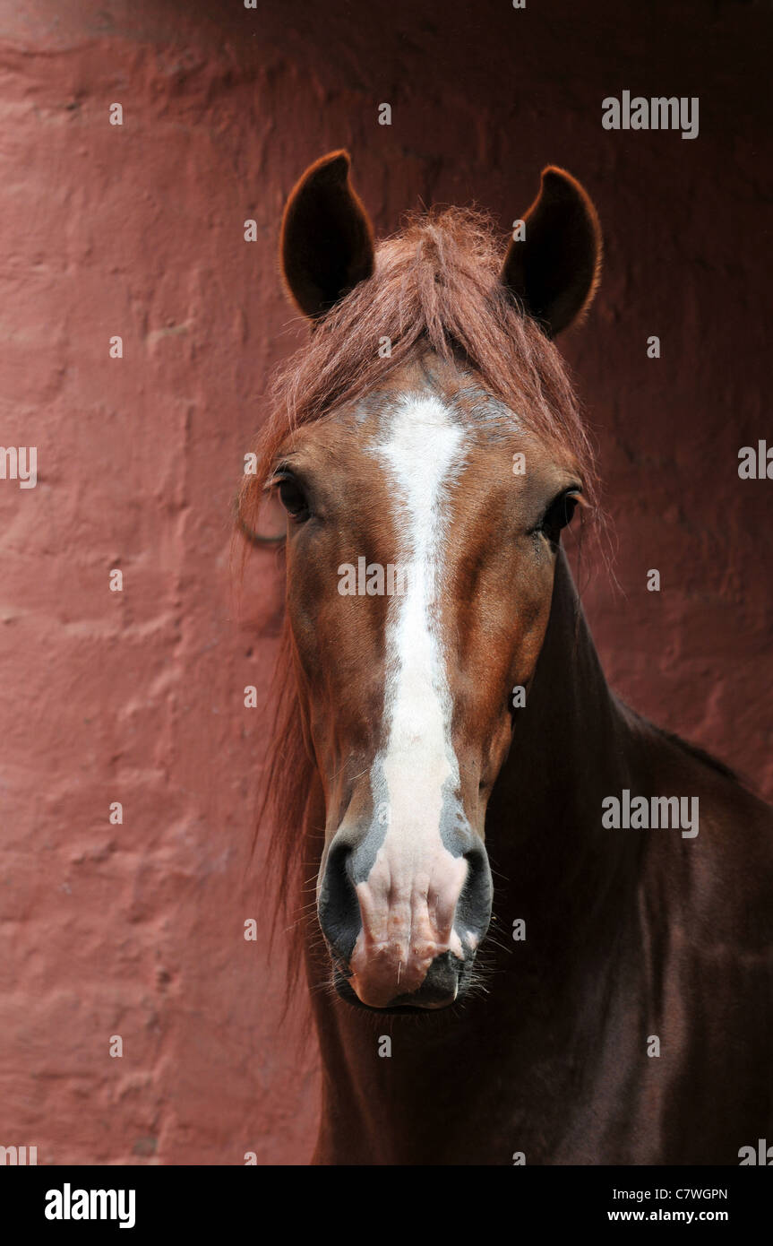 Portrait of Peruvian horse "Caballo de Paso" on a vertical format Stock ...