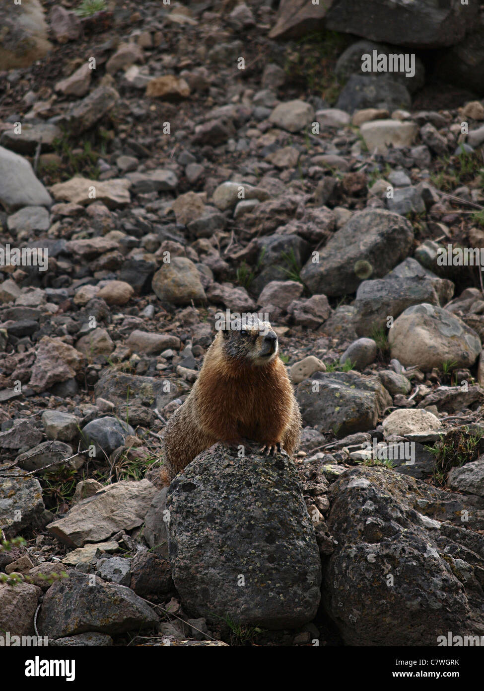 Yellow-bellied Marmot (Marmota flaviventris). Taken near Mammoth in ...