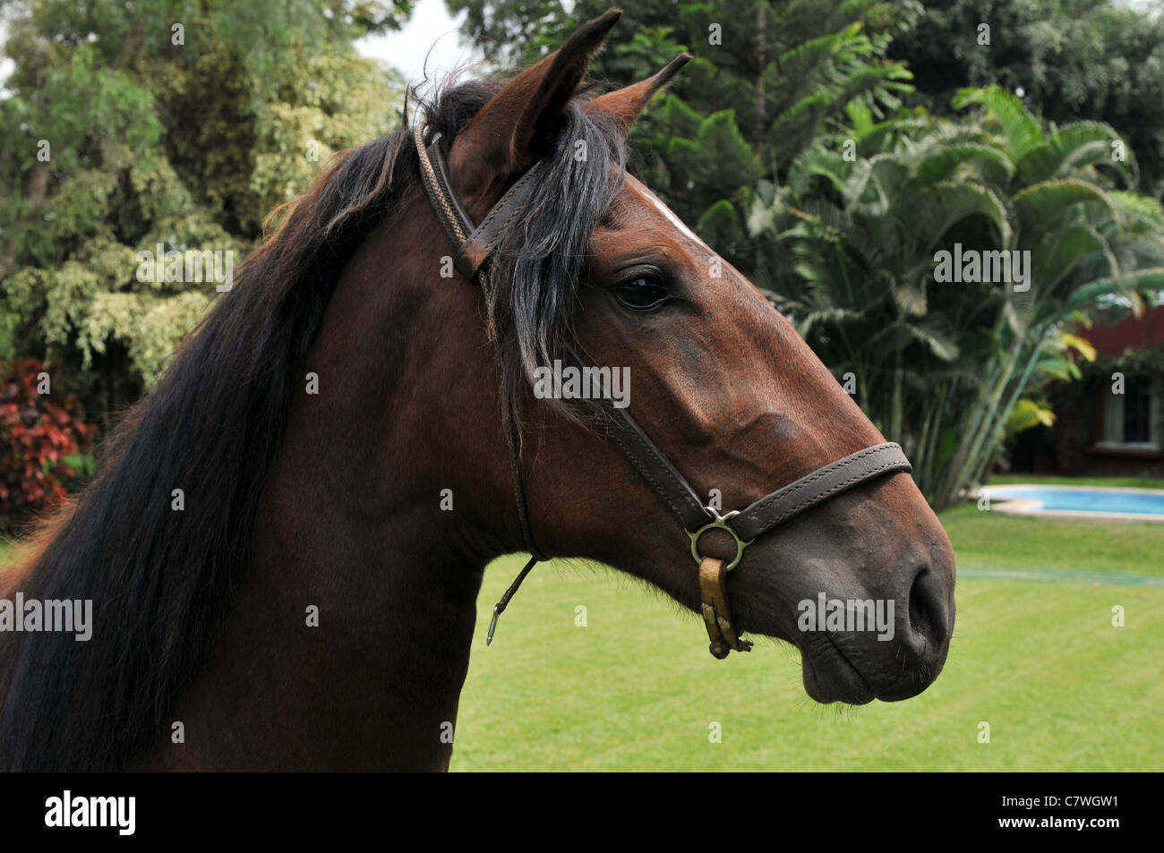 Peruvian paso horse hi-res stock photography and images - Alamy
