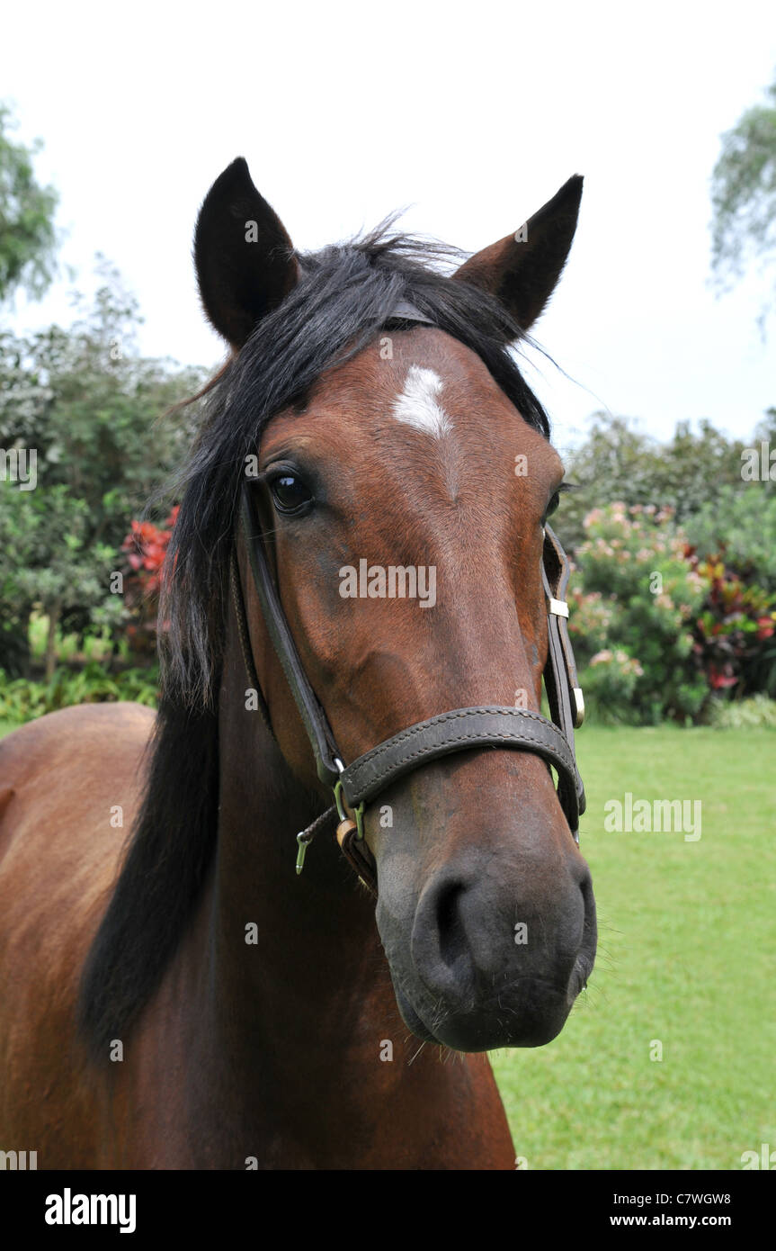 Peruvian paso hi-res stock photography and images - Alamy