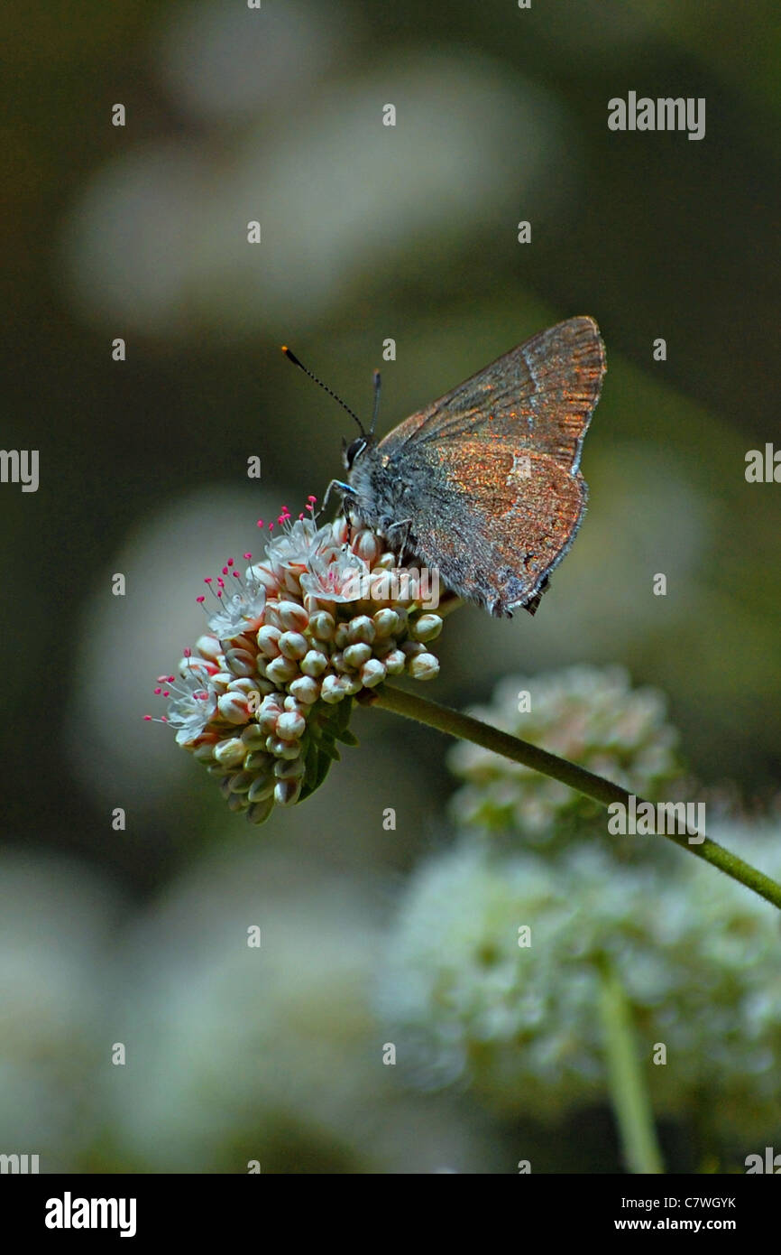 Elfin butterfly hi-res stock photography and images - Alamy