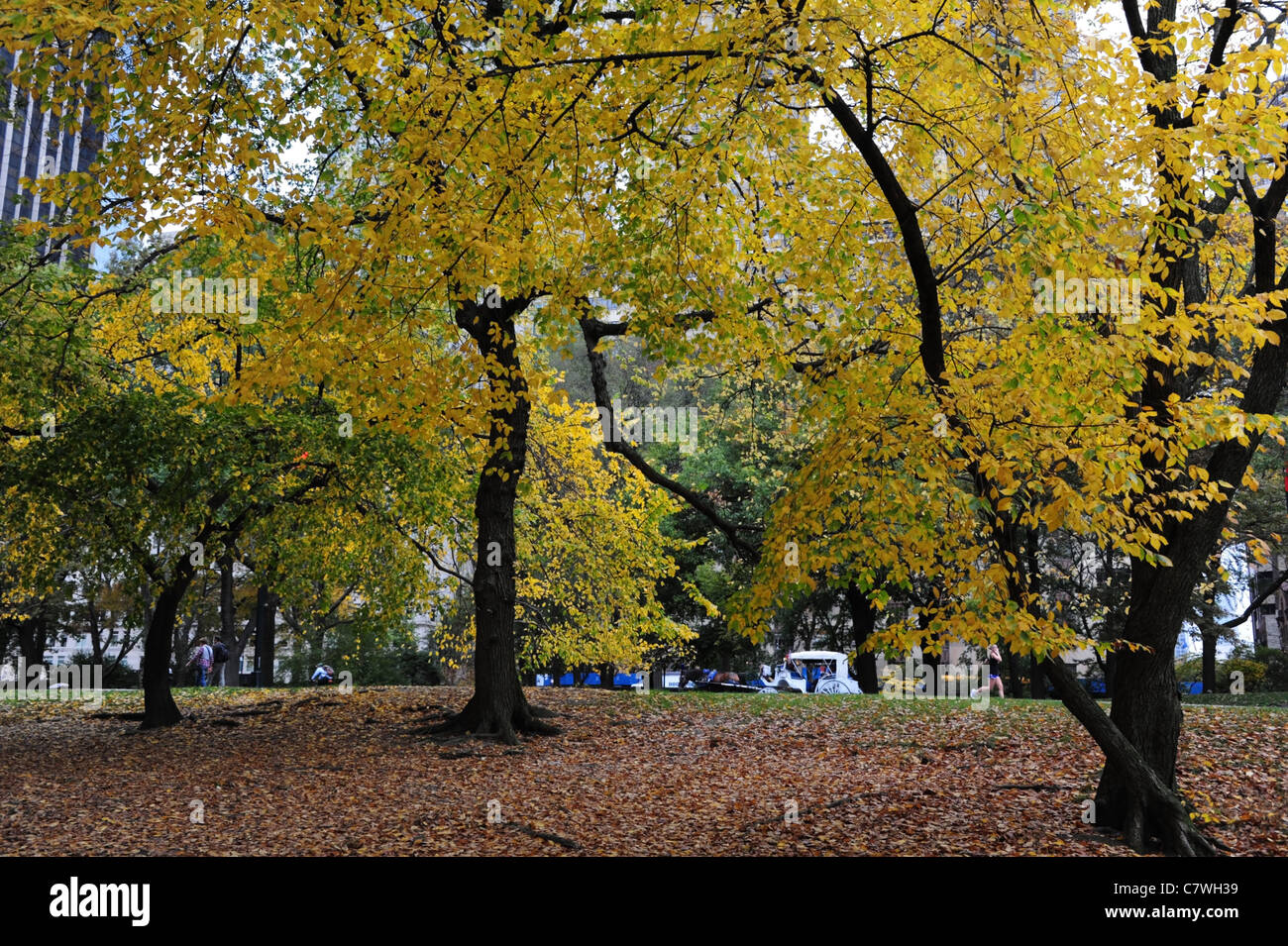 Rain view white horse-drawn carriage through green yellow autumn trees ...