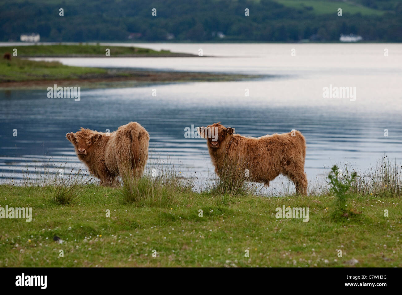 two young highland cow's on the shoreline Stock Photo - Alamy