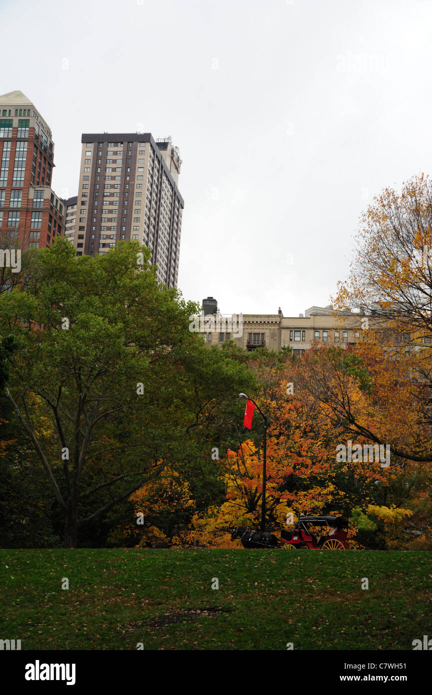 Rain portrait leaf litter grass, red horse-drawn carriage, orange ...