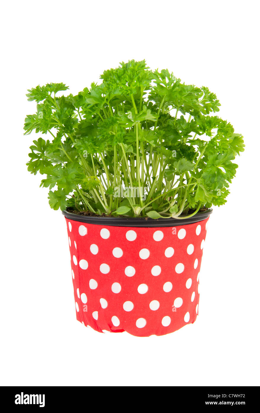 Red dotted Cut Out Stock Images & Pictures - Alamy