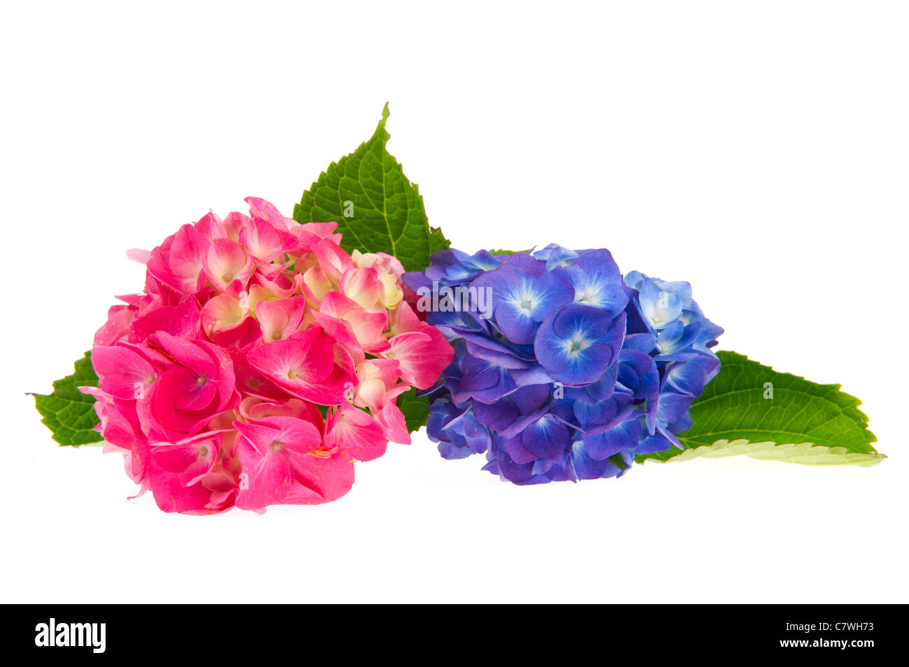 Two Hydrangea flowers in pink and blue isolated over white background Stock Photo - Alamy