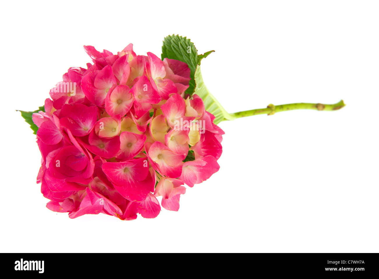 Pink Hydrangea flower isolated over white background Stock Photo - Alamy