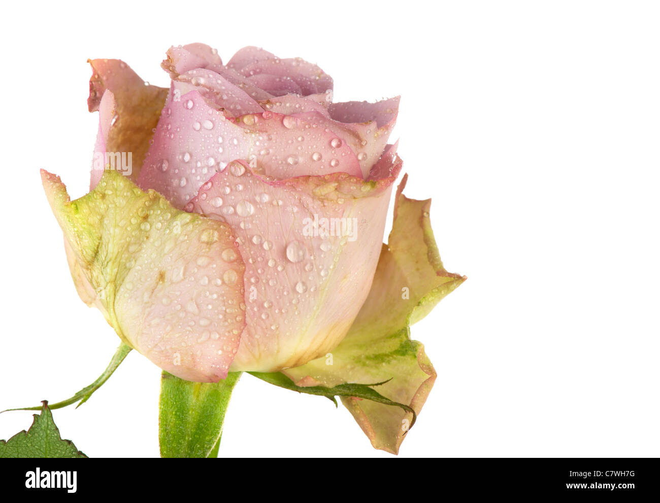 Romantic single purple rose with waterdrops isolated over white ...